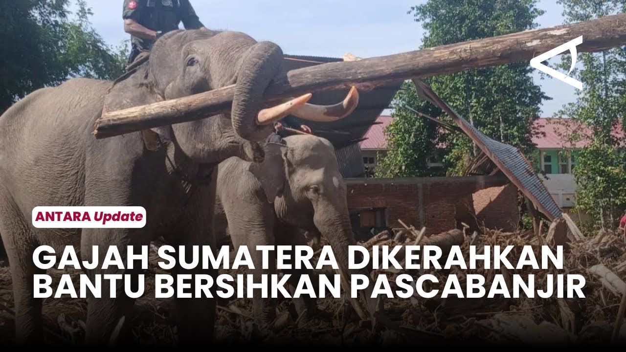 BKSDA Aceh Kerahkan Empat Gajah Sumatera, Bantu Bersihkan Material ...