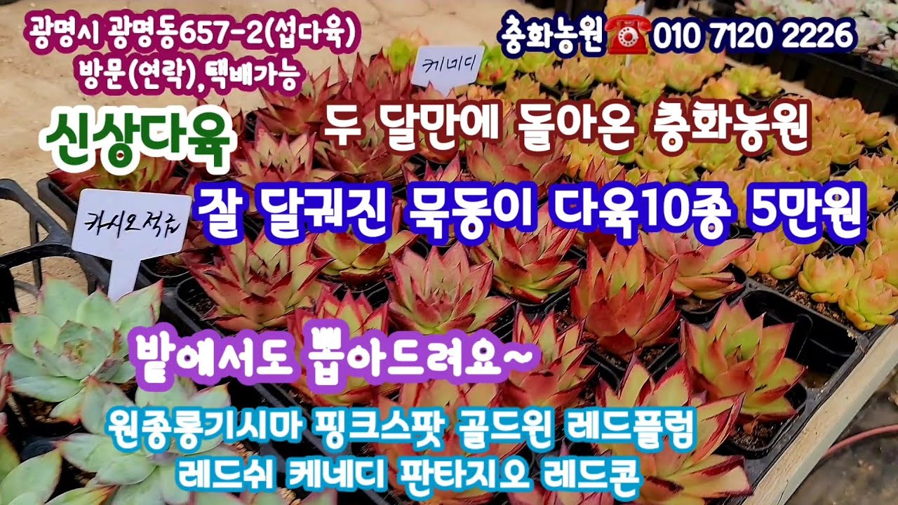 충화농원 다시돌아온 신상다육10종5만🍁선물은 체어맨준비🍁밭에있는다육 주문후뽑아서 발송🍁대품핑크스팟등5가지품종succulents