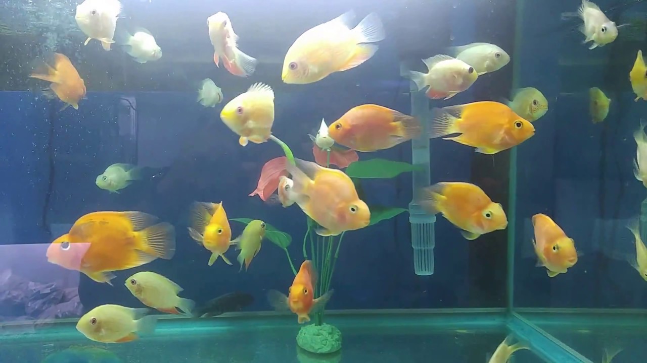 Parrot Fish Aquarium - YouTube