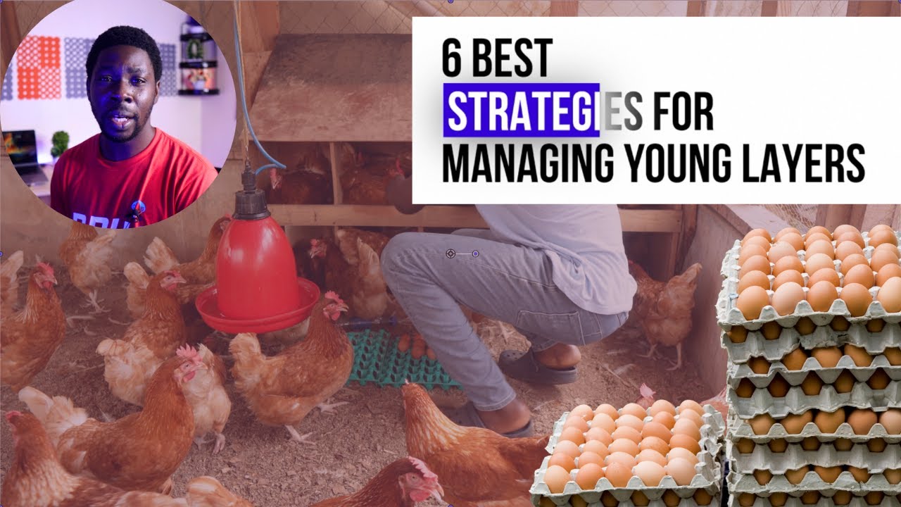 Boost Your Egg Production: Top 6 Strategies For Raising Young Layer ...