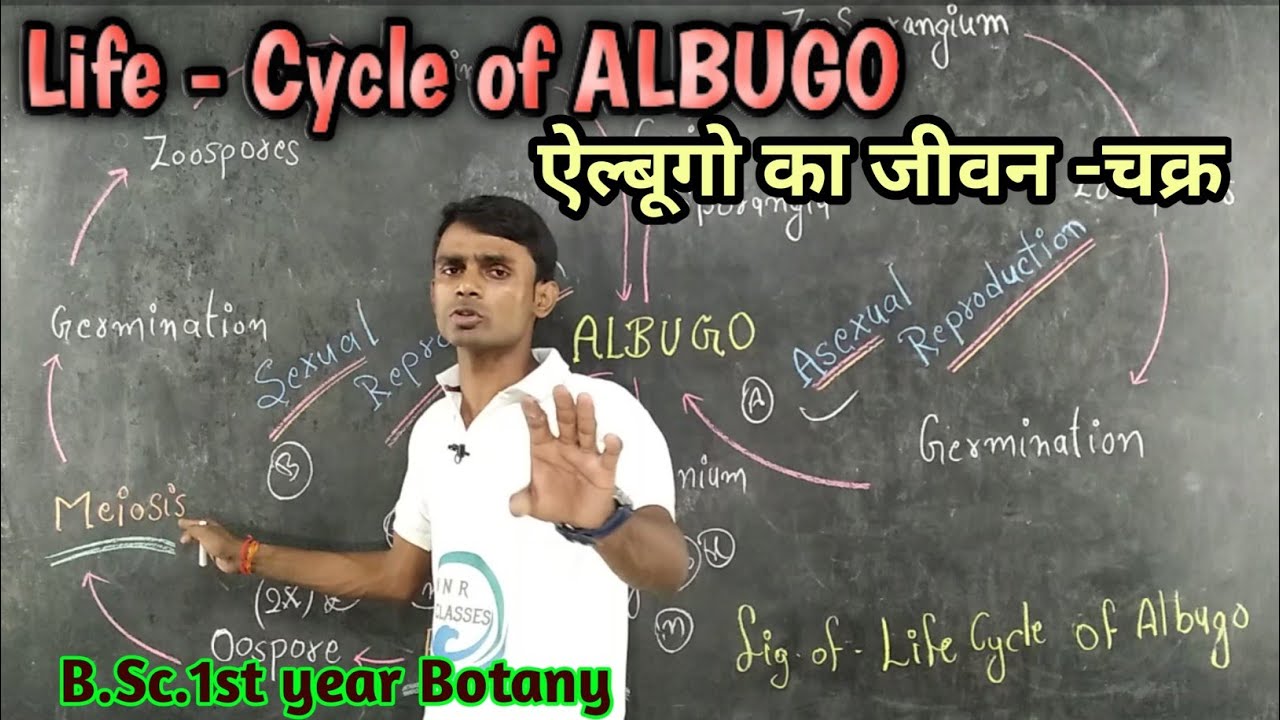 (Lc.18)Life -Cycle of Albugo | Part- 4 | B.Sc. 1st year | Botany | by ...