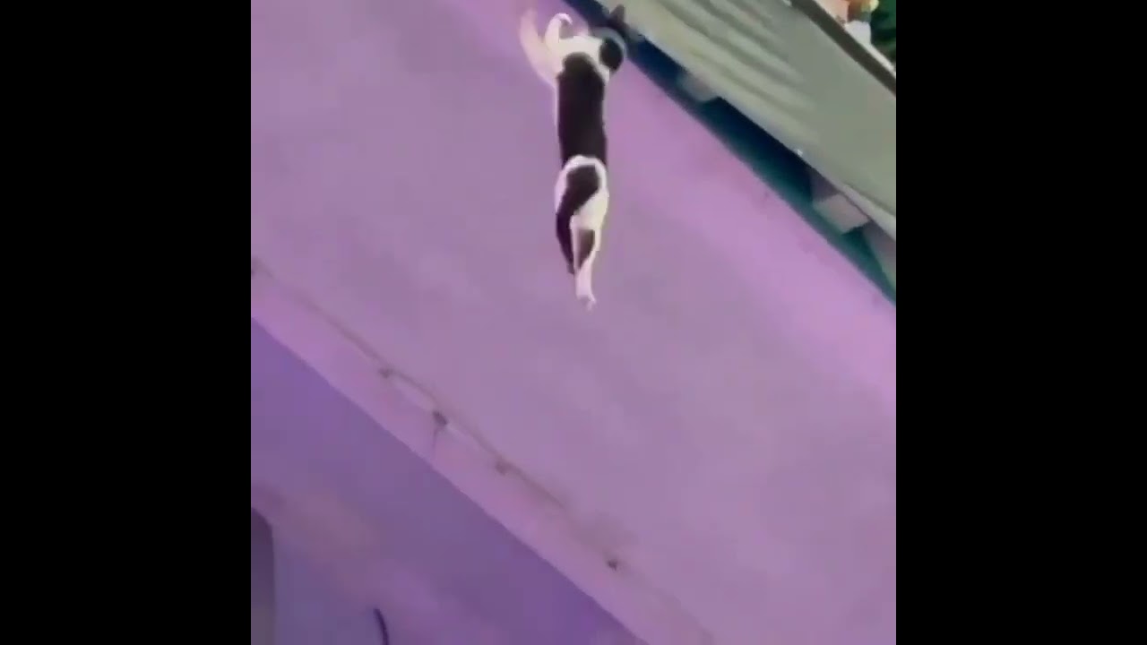 This cat fall from the stadium | What happened next? Watch the full ...