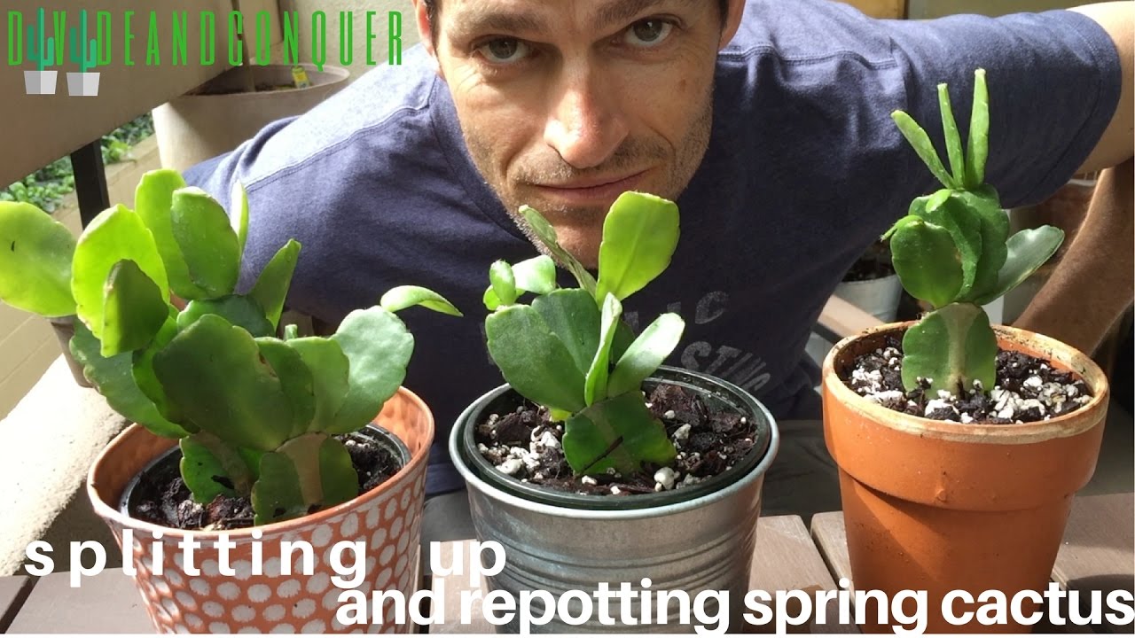 Spring Cactus Rhipsalidopsis plants | repotting overcrowded plants ...