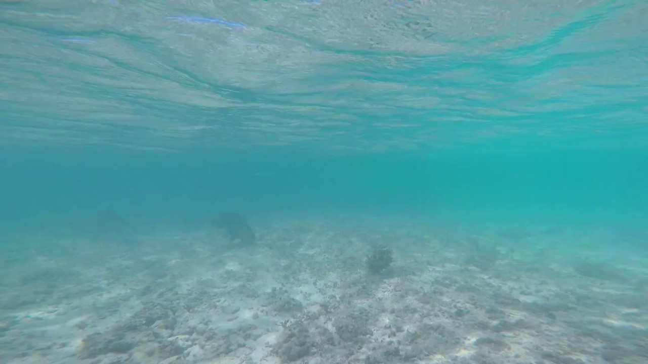 Snorkeling with Parrot Fish - Grand Cayman Seven Mile Beach - YouTube