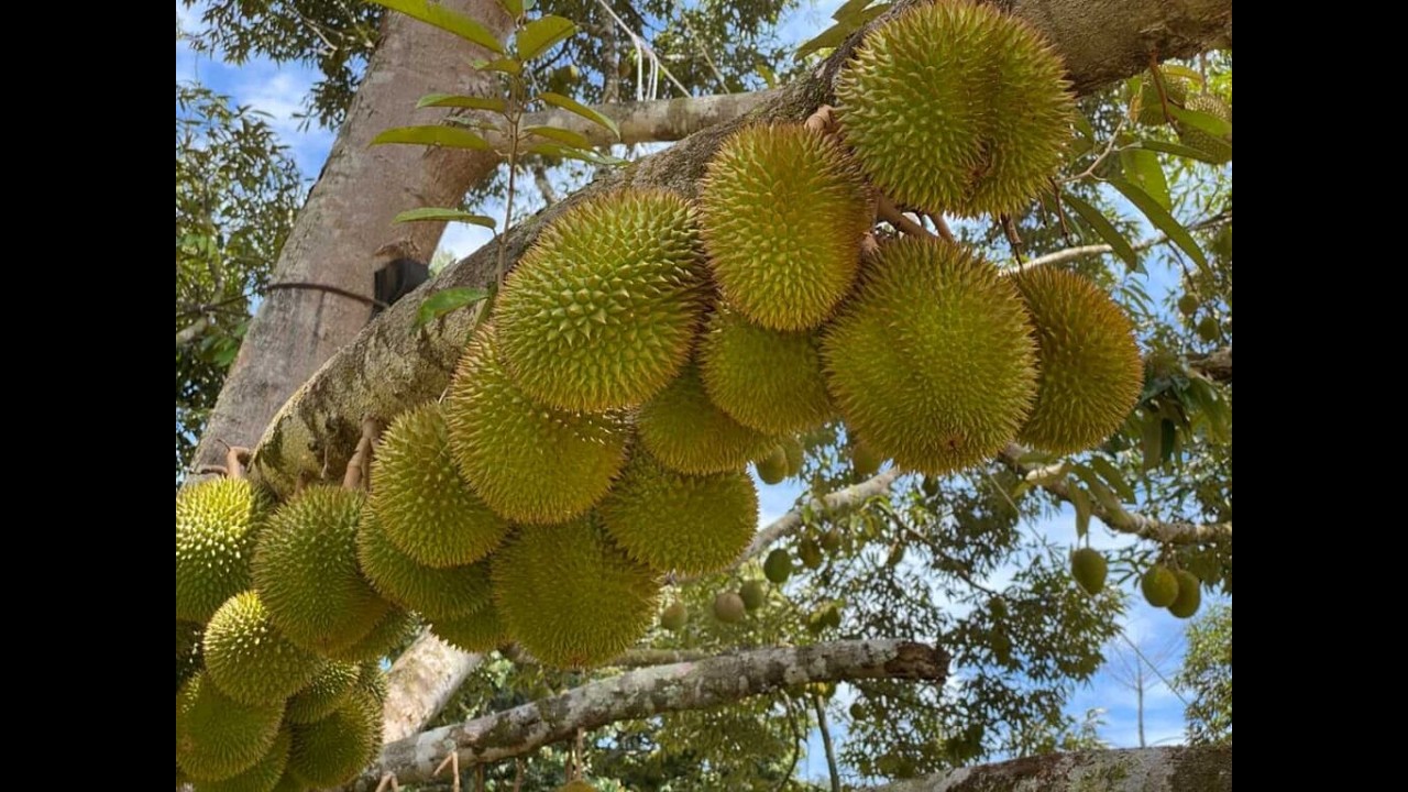 Durian Na Floresta Tropical 2023 Go Catch Them All Jungle Durian Tour