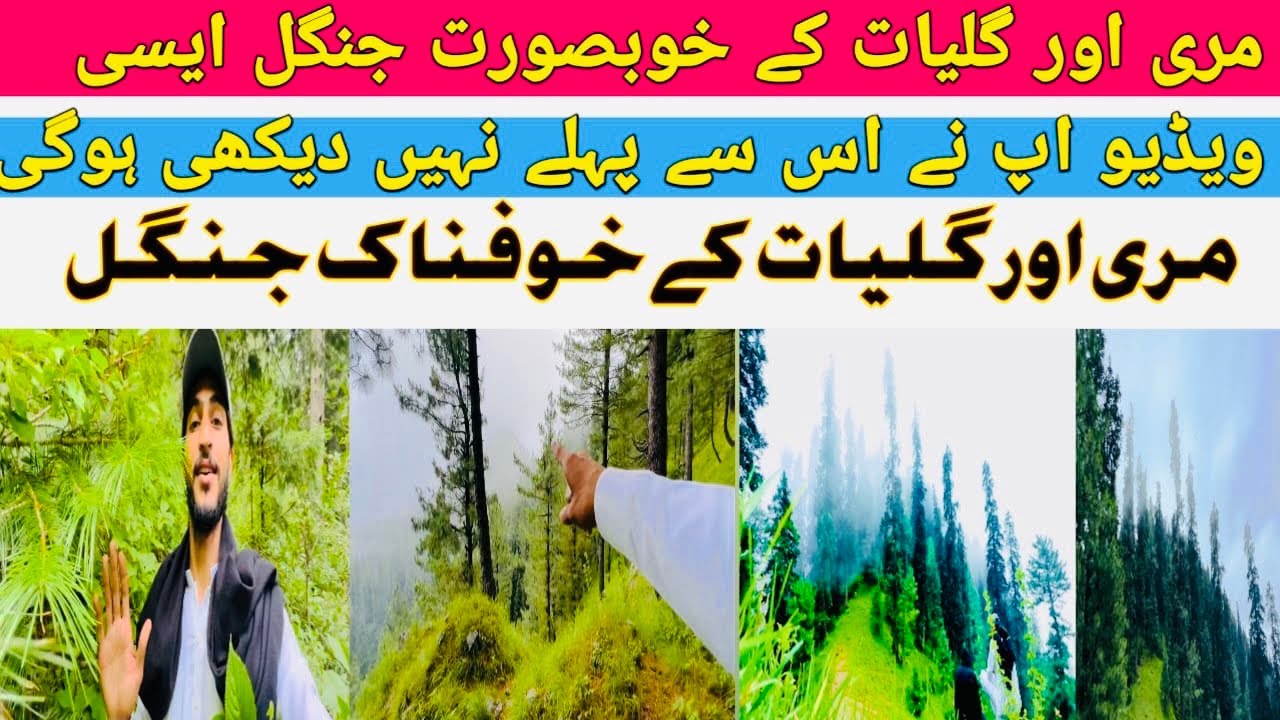 Murree today live Murree today weather news and My first Vlog in Galyat ...