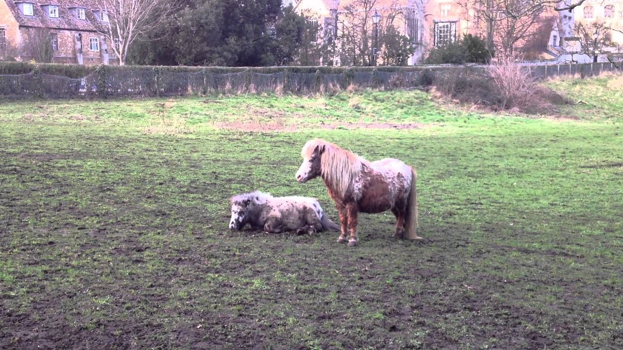 Ponies in Ely - YouTube