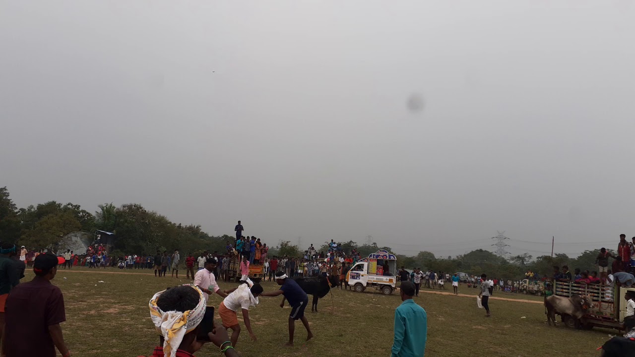 Siravayal 2021 Manjuvirattu - சிராவயல் மஞ்சுவிரட்டு 2021 - YouTube