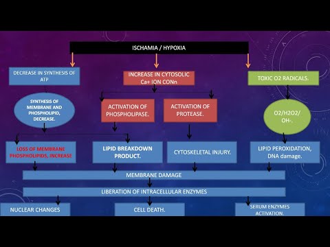 PATHOGENESIS OF CELL INJURY | PART- 2 | IRREVERSIBLE CELL INJURY - YouTube
