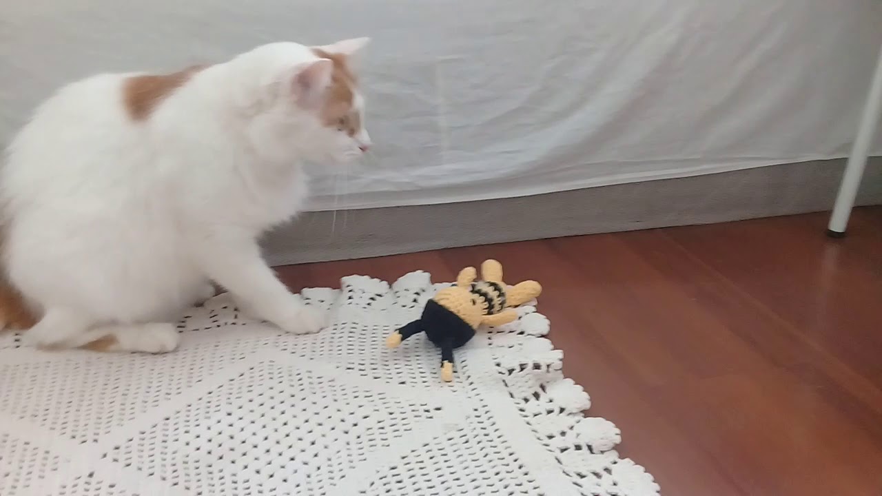 Brincando Com Minha Gata😻 Youtube