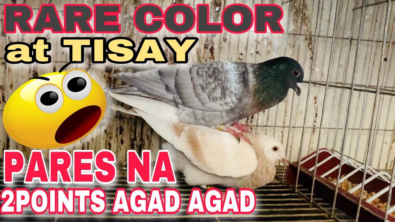 EP160 -TINDE NITO PANG RACE NA PANG SHOW PA TISAY AT RARE COLOR - YouTube