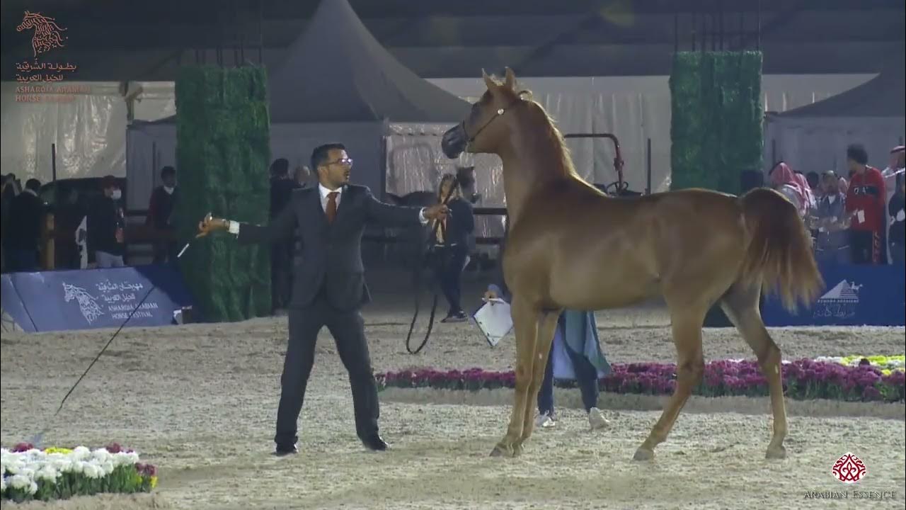 N93 FARAH AKMAL - Asharqia Arabian Horse Classic 2020 - Fillies 2 Years ...