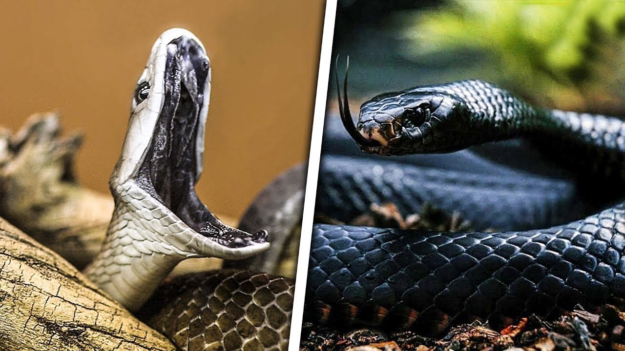 Esta es la serpiente mas peligrosa del mundo - YouTube