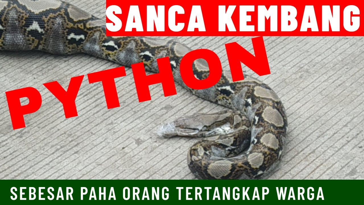 PYTHON | Ular Sanca Kembang Tertangkap Warga - YouTube