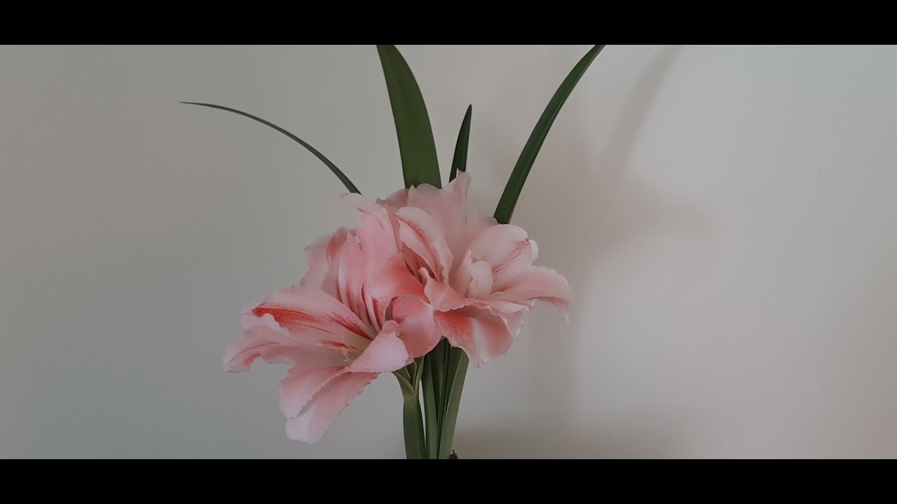 Amaryllis ( Hippeastrum)!PINK GLORY. - YouTube