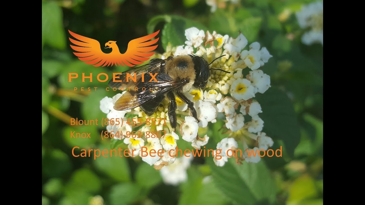 Carpenter Bee chewing on wood #whatbugsme Phoenix Pest Control - YouTube