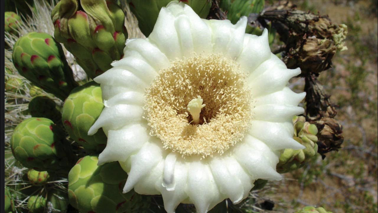 Knowledge 8 Lesson 3 (Grade 1) - The animals of the Sonoran Desert ...