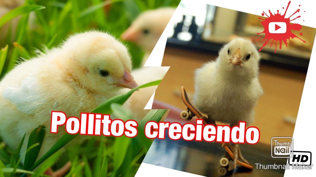 Pollitos bebes, como se ven y como cambian al crecer... - YouTube