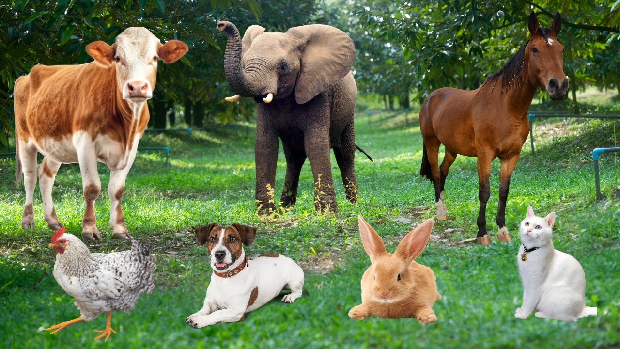Mischievous Animals; Cow , Dog , Cat , Horse , Rabbit ,Elephant ...