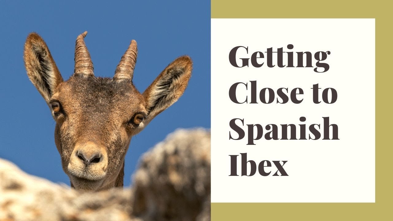 Spanish Ibex at El Torcal | Wildlife Photography with Wild Andalucia ...