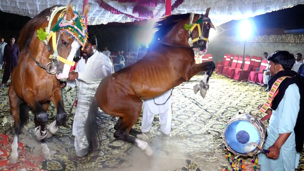 Horse Dance in Wedding Ghora Dance 2023 Part 1 - YouTube