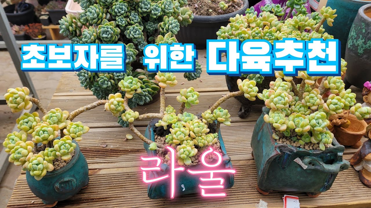초보자를 위한 다육추천 라울 Youtube
