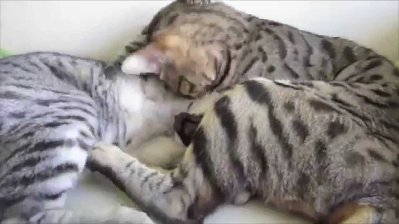 TWO CRAZY KITTIES (cat voiceover) - YouTube