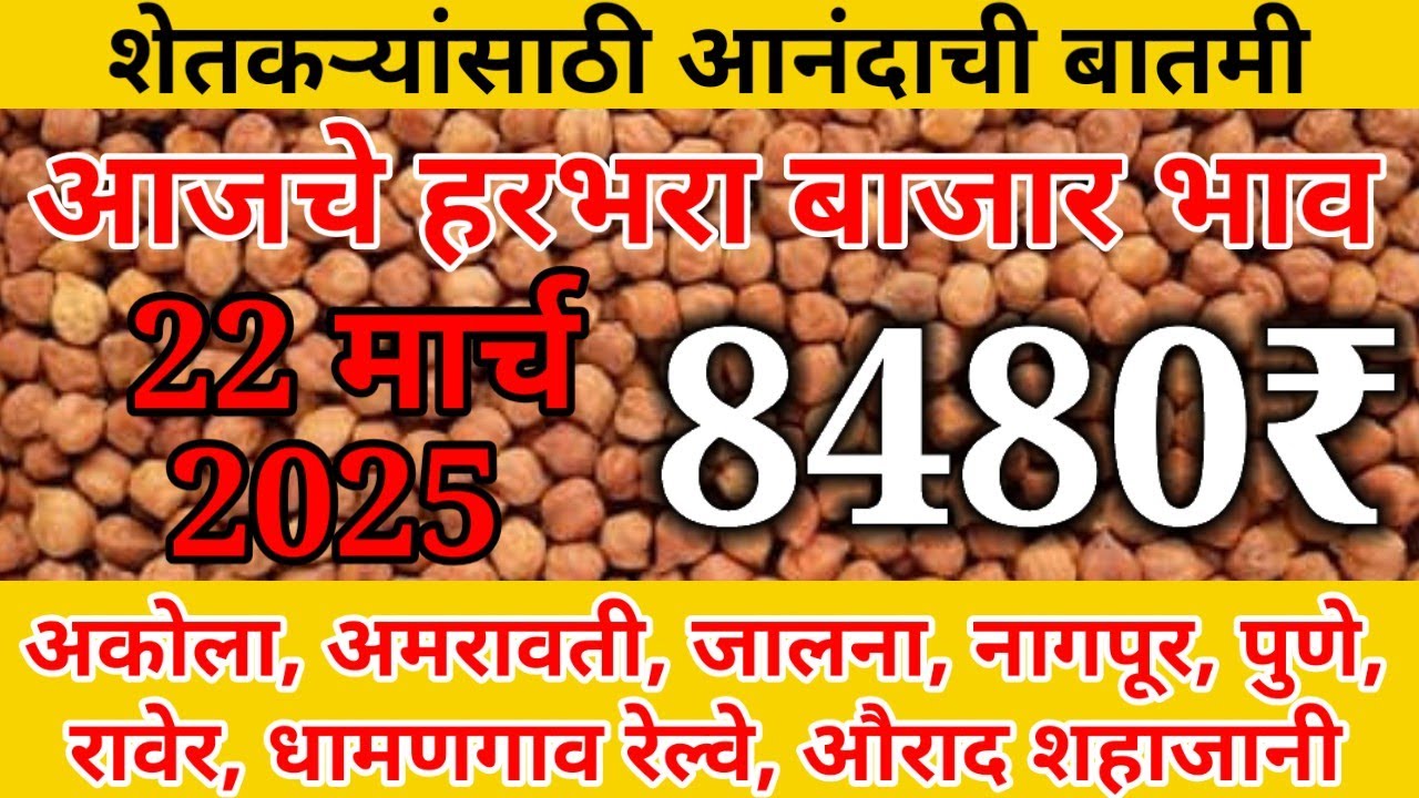 हरभरा बाजारभावात अचानक मोठी वाढ | आजचे हरभरा भाव | #हरभरा #बाजारभाव # ...