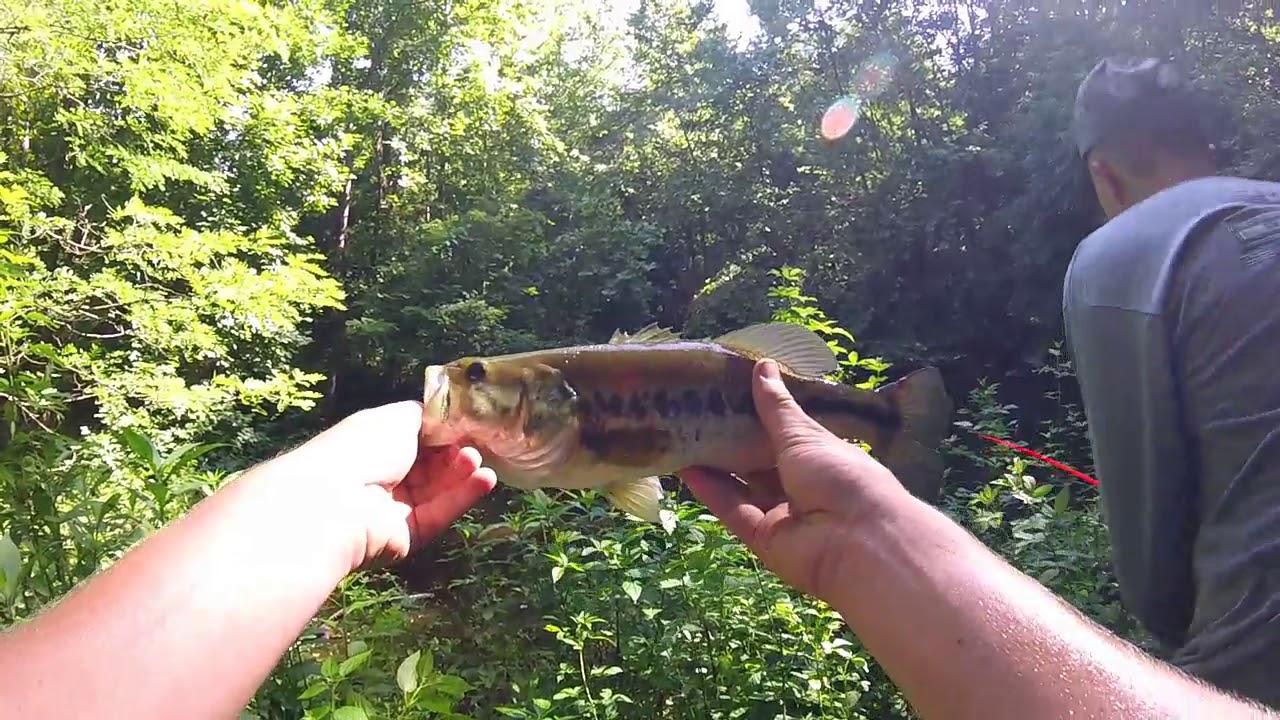 Catching LARGEmouth Bass In a SECLUDED Pond; Chatterbait fishing - YouTube