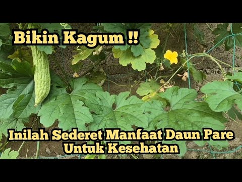Tak Terduga !! Manfaat Daun Pare Untuk Kesehatan - Obat Herbal ...