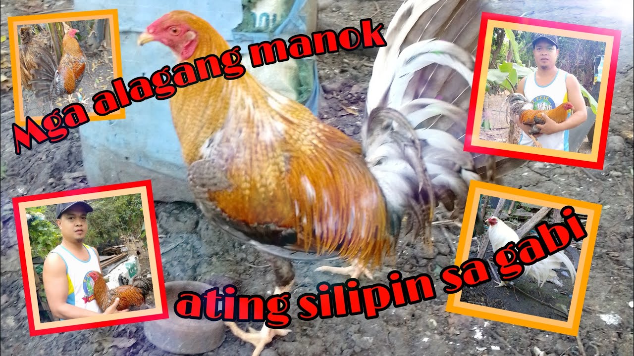 #3'Mga alagang manok, silipin sa gabi' - YouTube