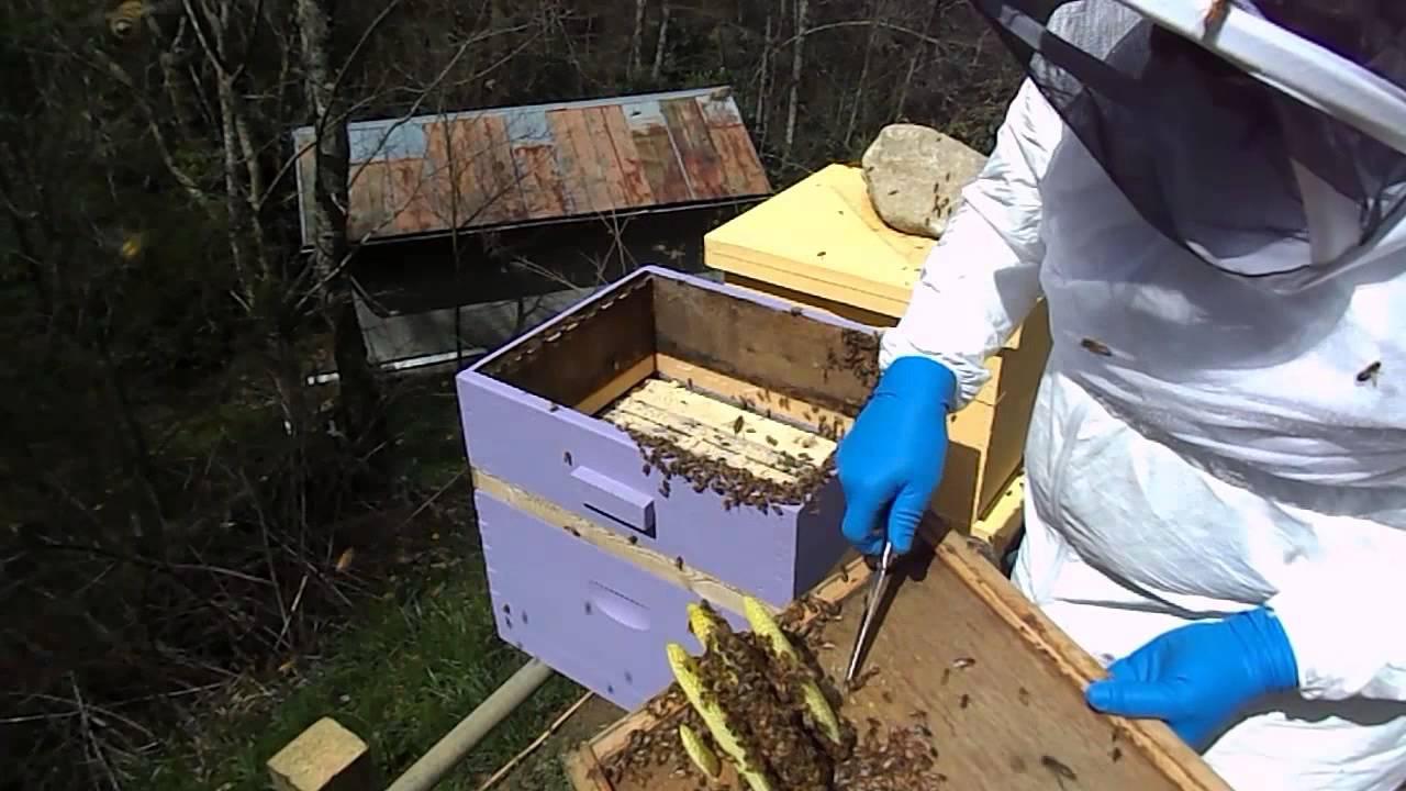 Bee Hive Check pt 1 - YouTube