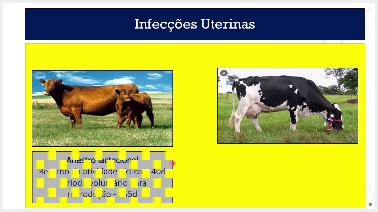 ENDOMETRITES EM VACAS 2020 - YouTube