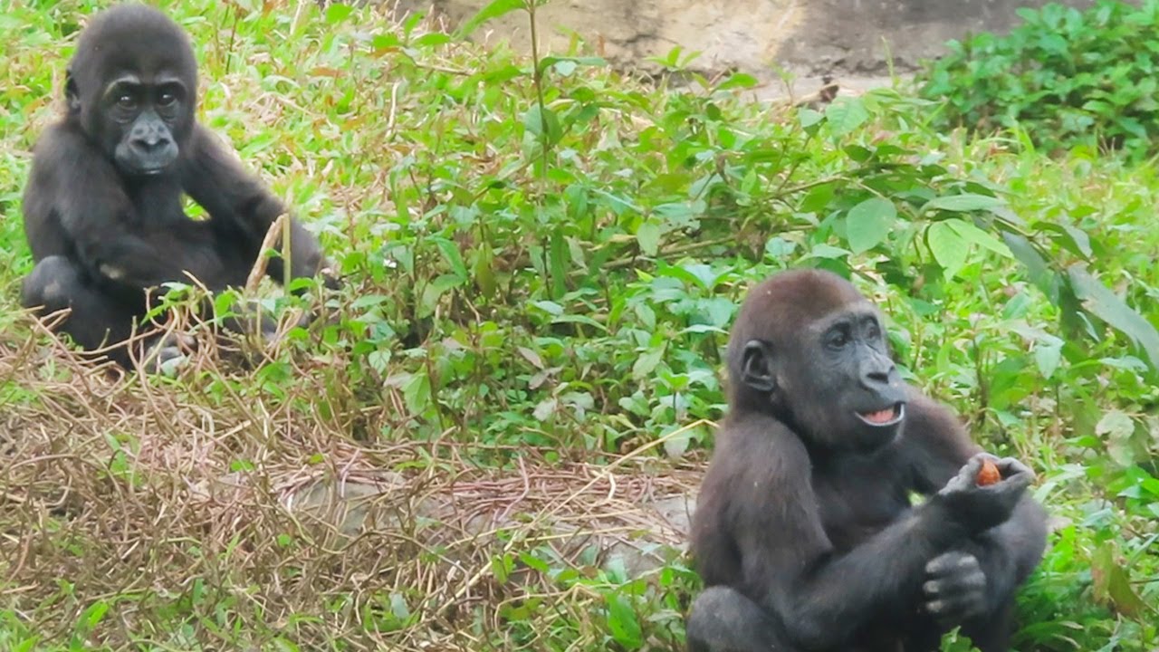 小金剛Jabali與Ringo一起吃飯Baby gorillas Jabali and Ringo eat food together ...