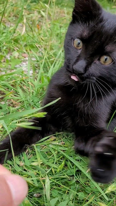What's better than playing with a kitten ? 😇 #confuciusninjakitten #blackcat #kitten #cute - YouTube