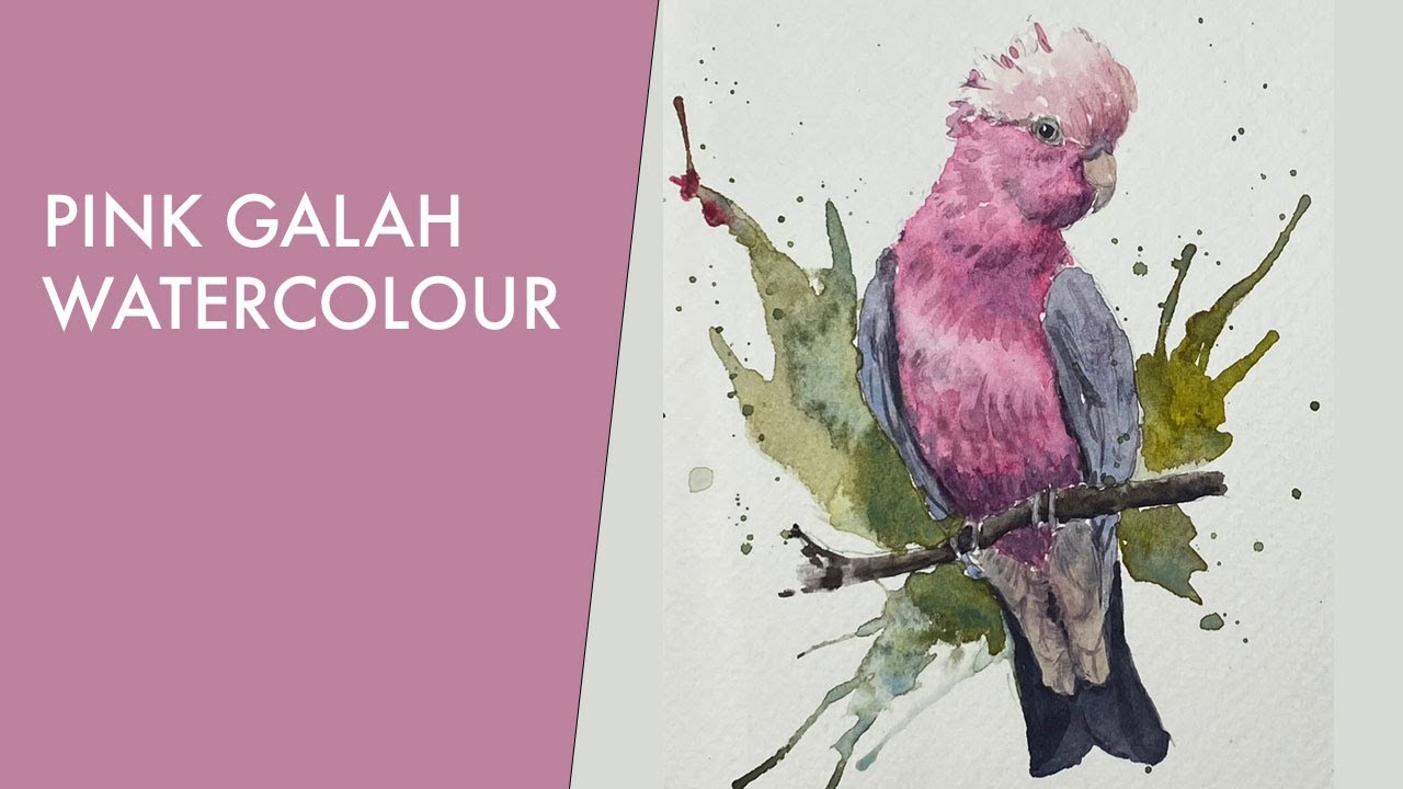 Pink Galah (Cockatoo) detailed watercolour painting - YouTube