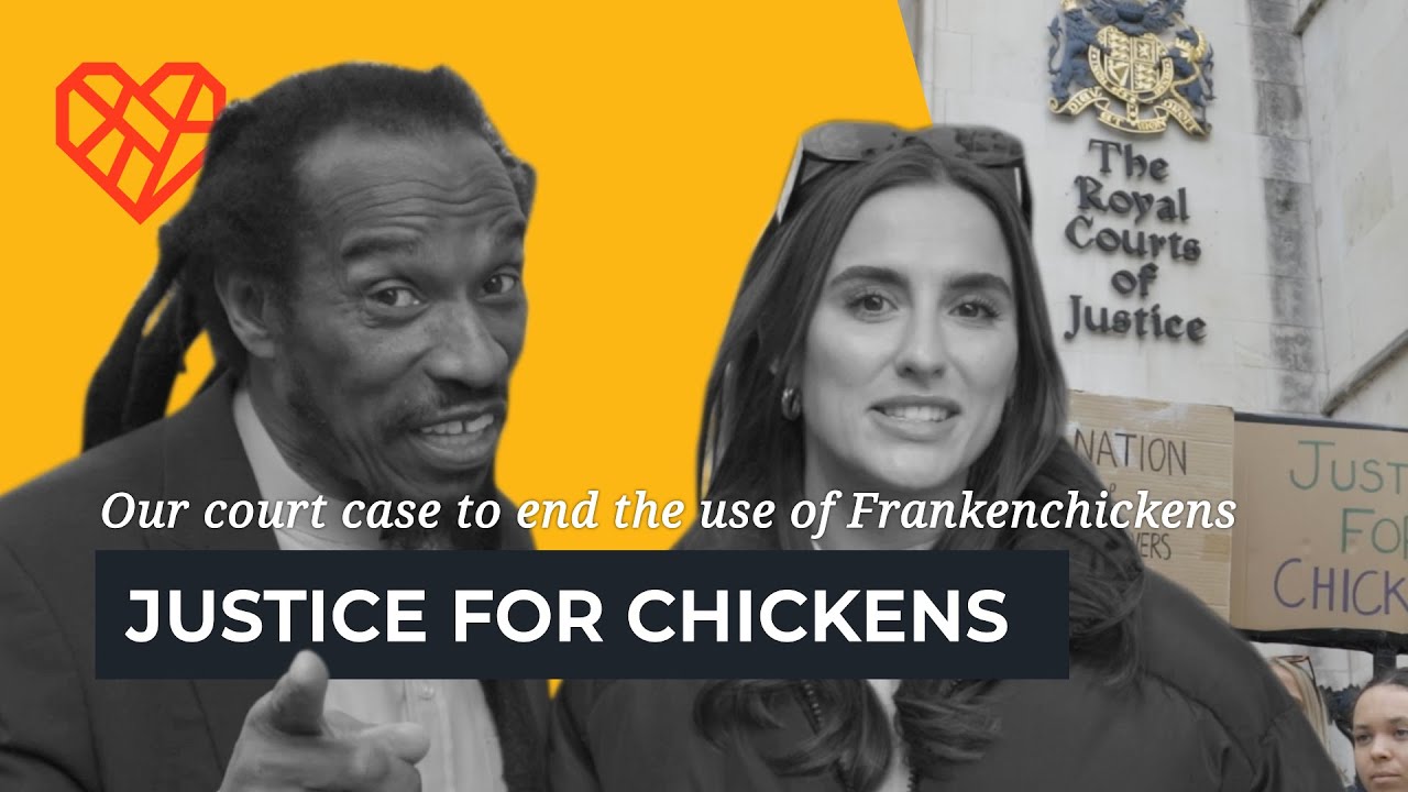 Justice for Chickens | Our court case to end the use of Frankenchickens ...