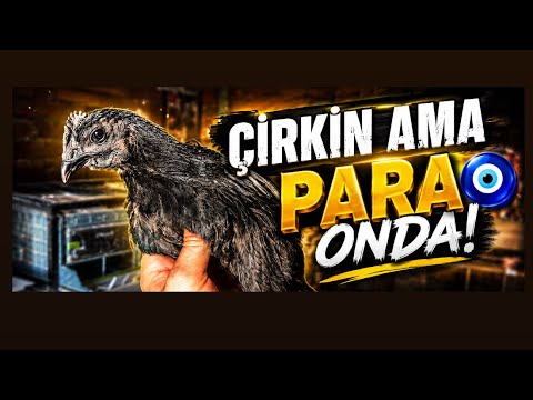 İlk Verim Geldi  🔥 🔥