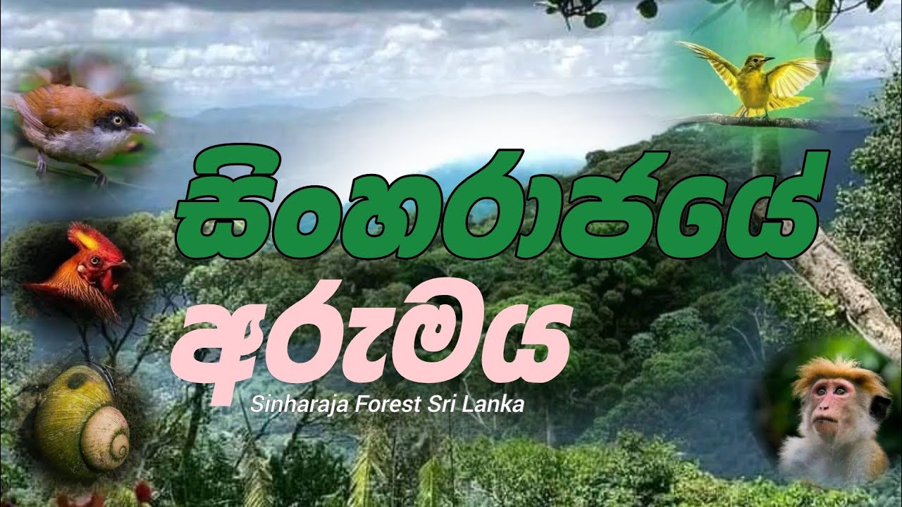 සිංහරාජය වනාන්තරය | Sinharaja Forest | Sinharaja Wanantharaya | So Sri ...