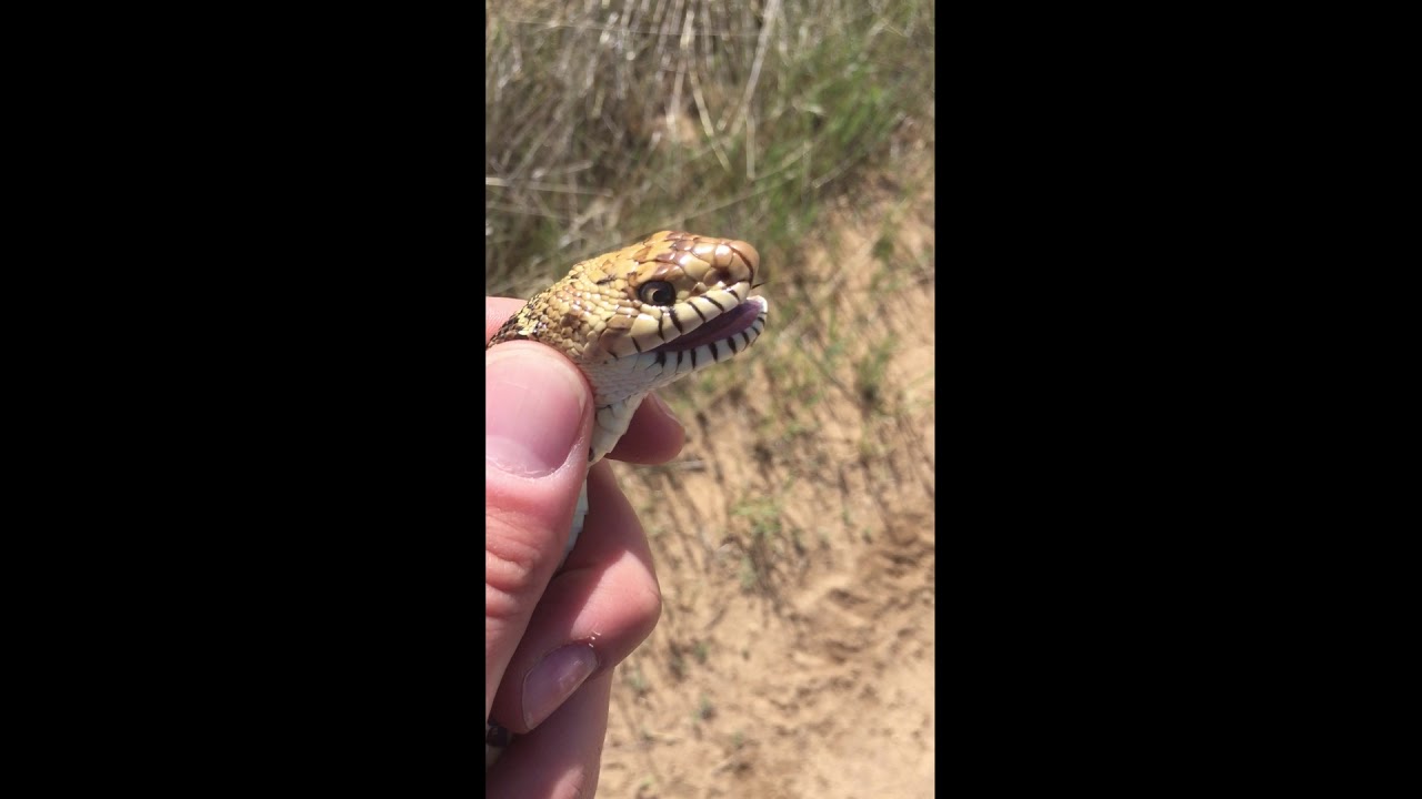 Rattlesnake Man Episode 1 - YouTube