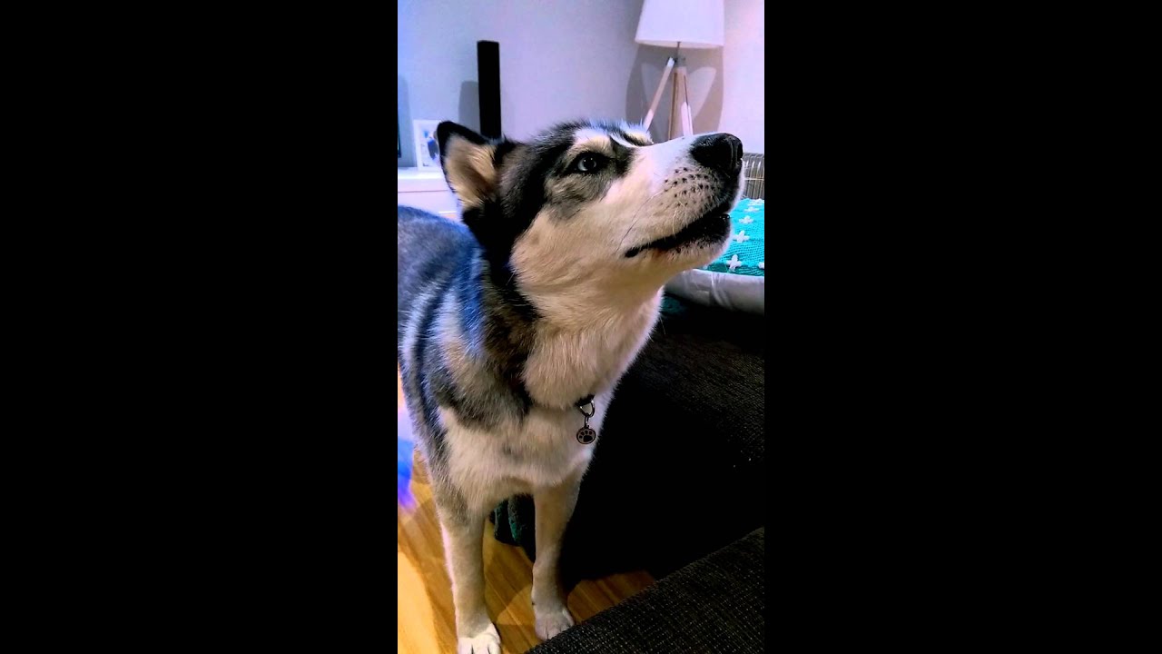 Singing Husky - YouTube