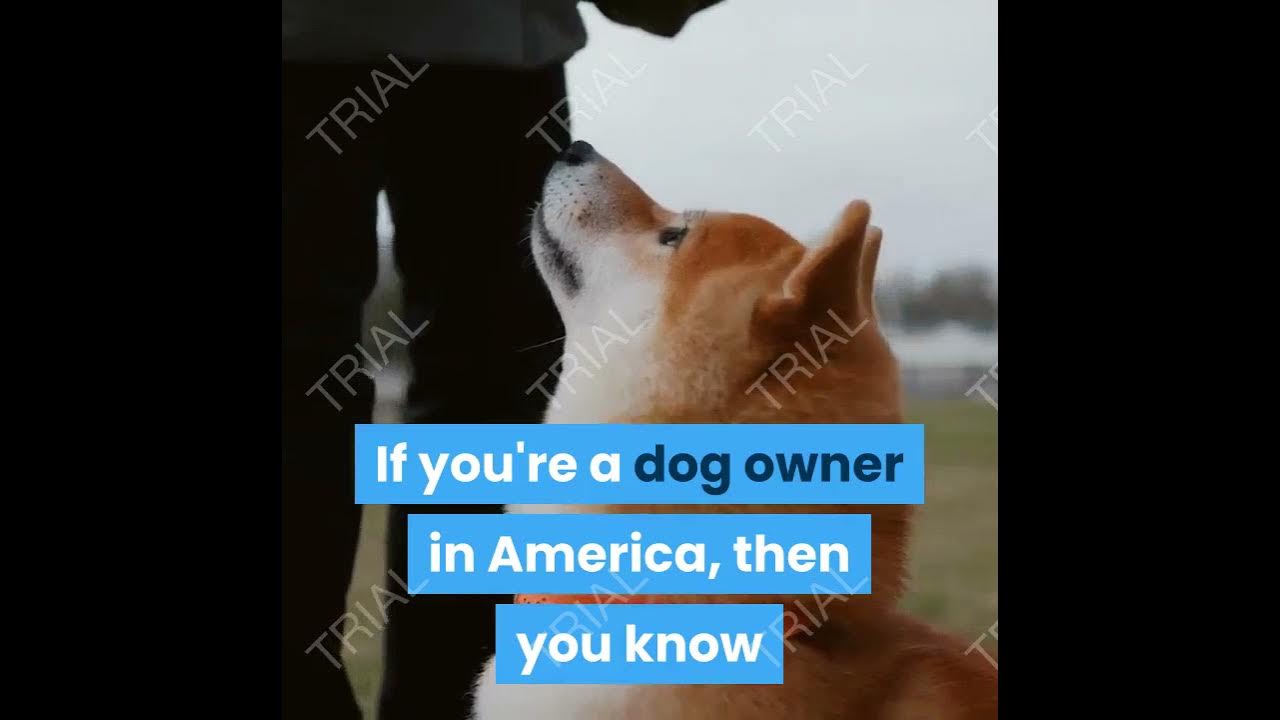 The Most Dog Friendly Countries In The World YouTube the-most-dog-friendly-countries-in-the-world-youtube