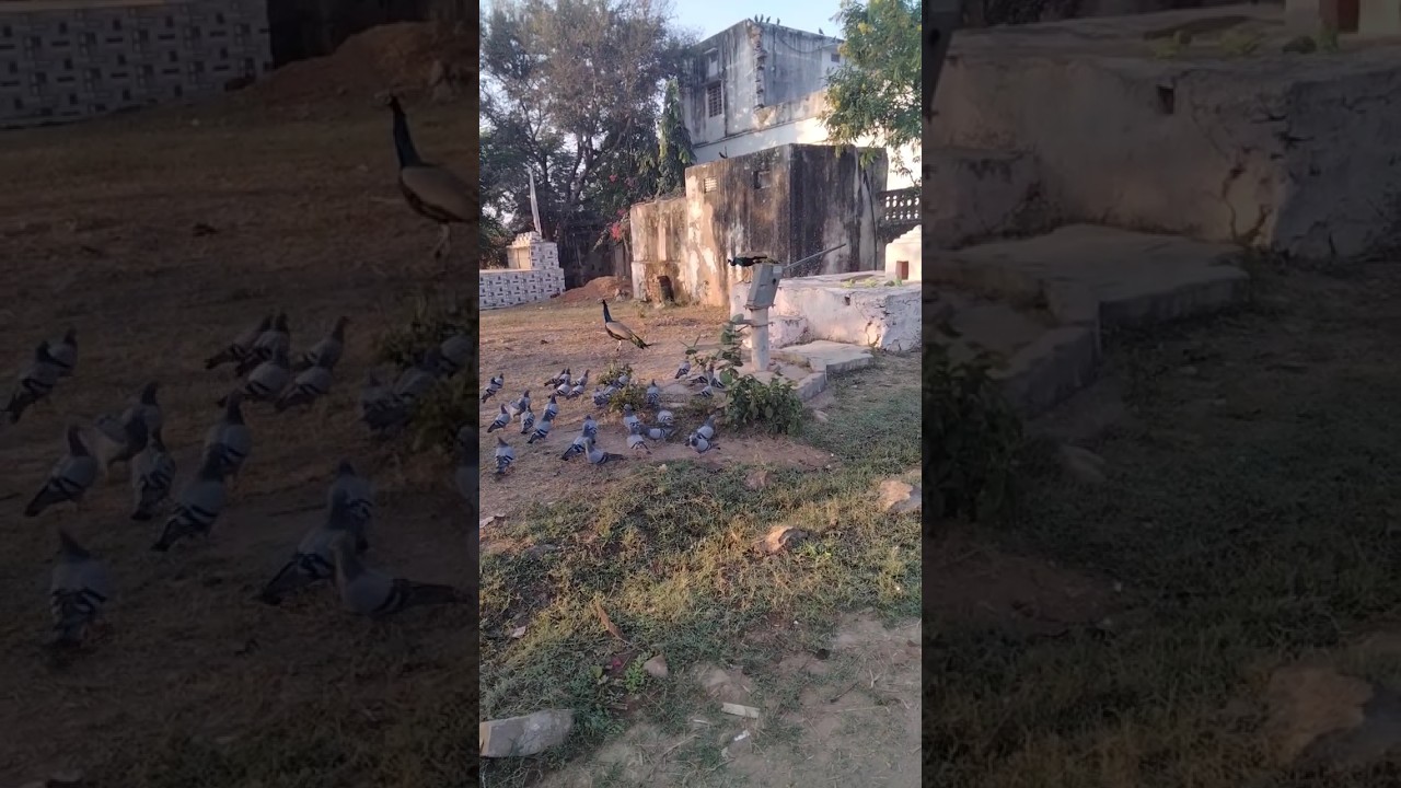 kabutar mor peacock kitni der chuka karte hue subah ki time 2023 mor ...