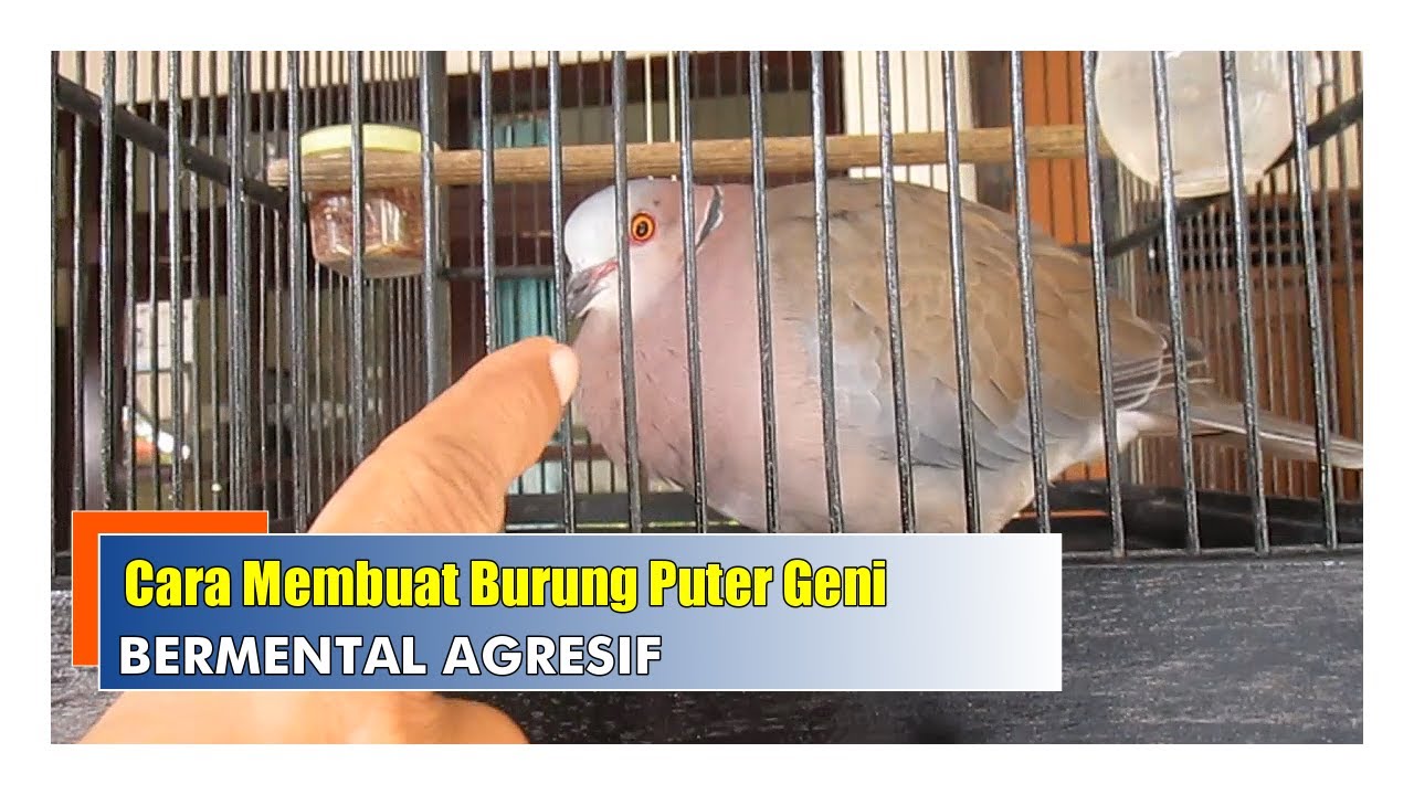 CARA MEMBUAT BURUNG PUTER GENI BERMENTAL AGRESIF | Ladang Jagung - YouTube