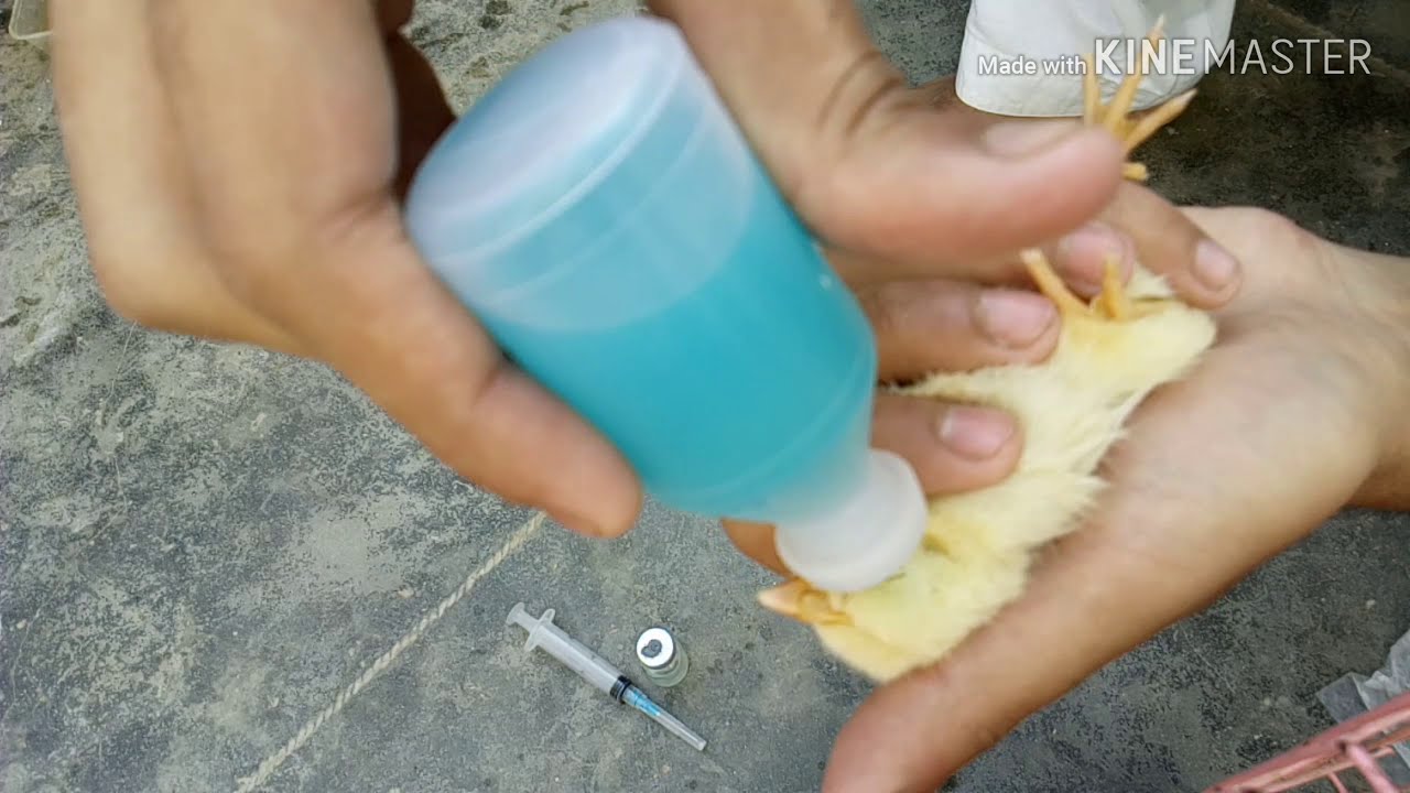 How to vaccinate Chicks |1 week old chicks vaccination| ND iB vaccine ...