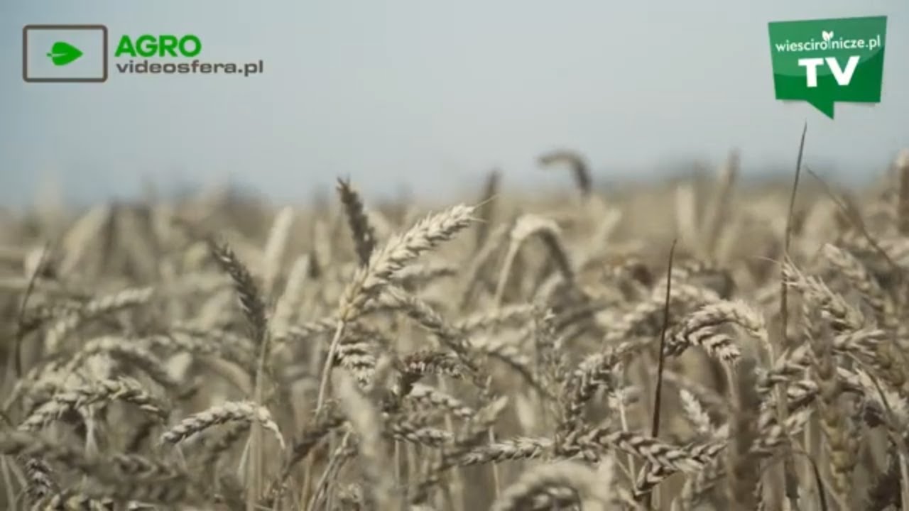 Nowoczesne rolnictwo w Polsce - 150 ha - Siernicze Małe | Wielkopolska ...