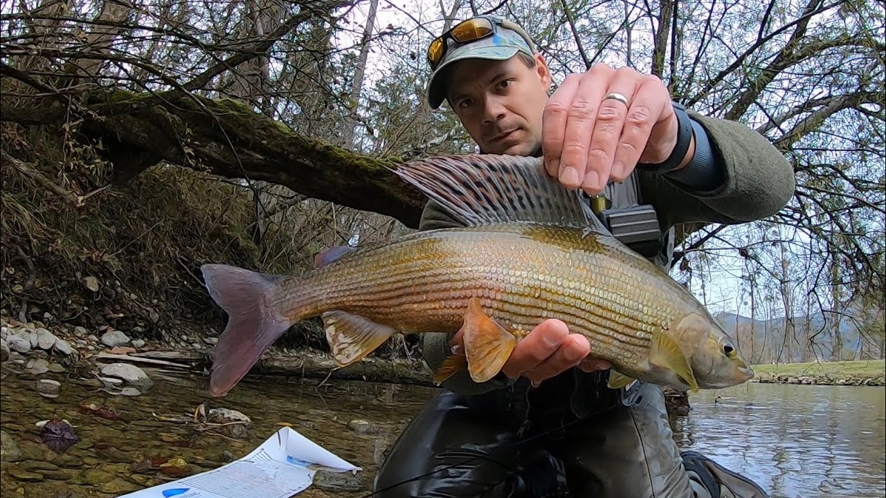 Lipani ze zlata 2022 / Golden Grayling 2022 - YouTube