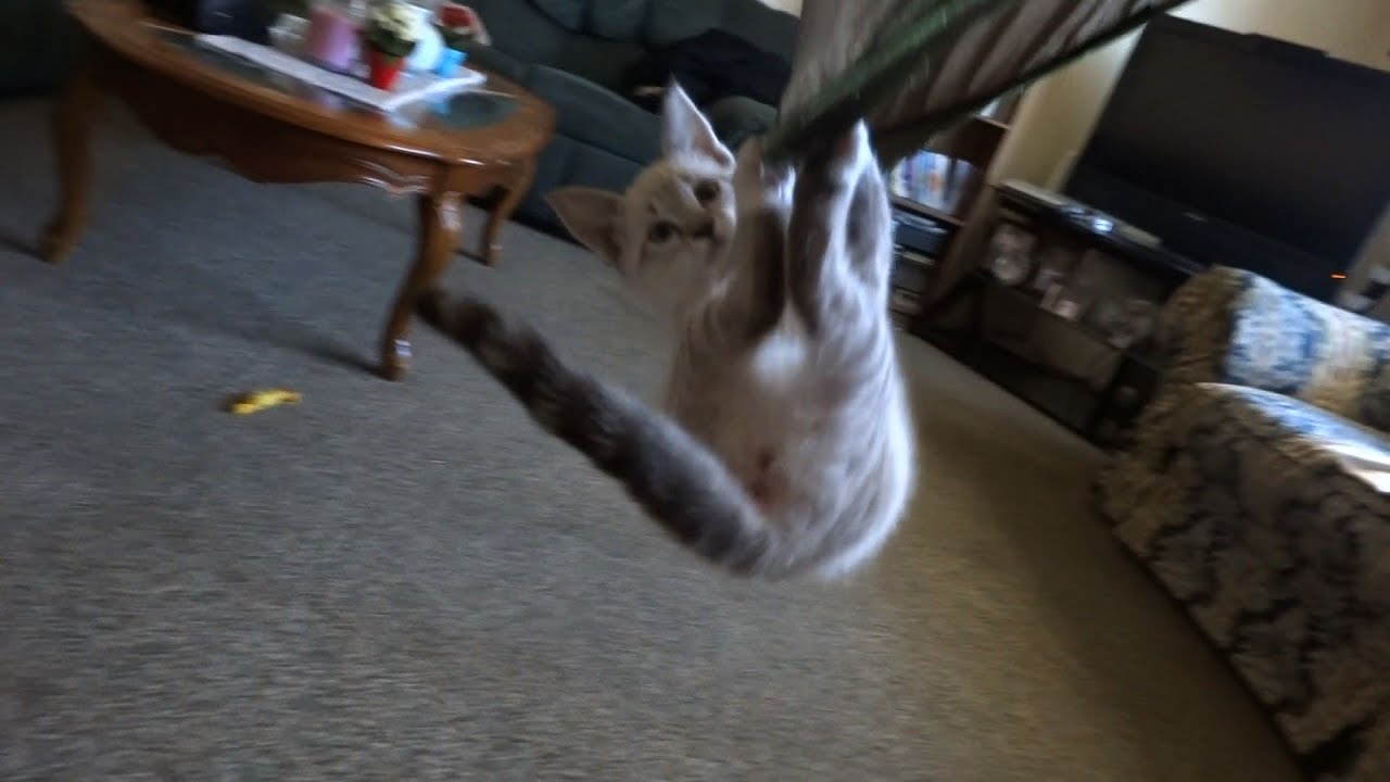 The amazing acrobatic kitten - YouTube