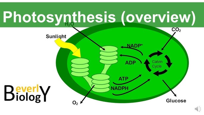 Photosynthesis And Cellular Respiration Cycle