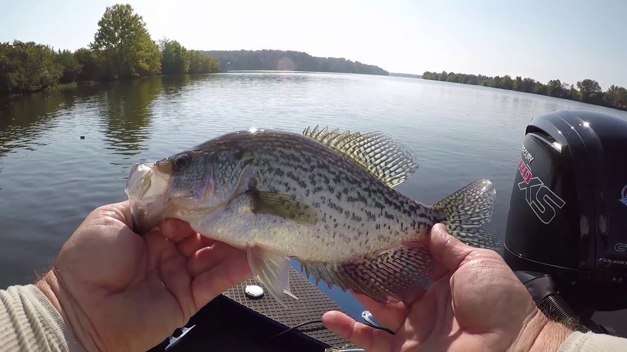 Stump Crappie and LiveScope shots - YouTube